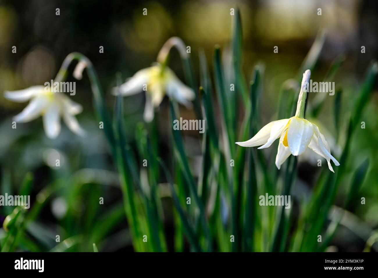 narcissus sulphur star,small cupped daffodil,daffodils,Perianth ...