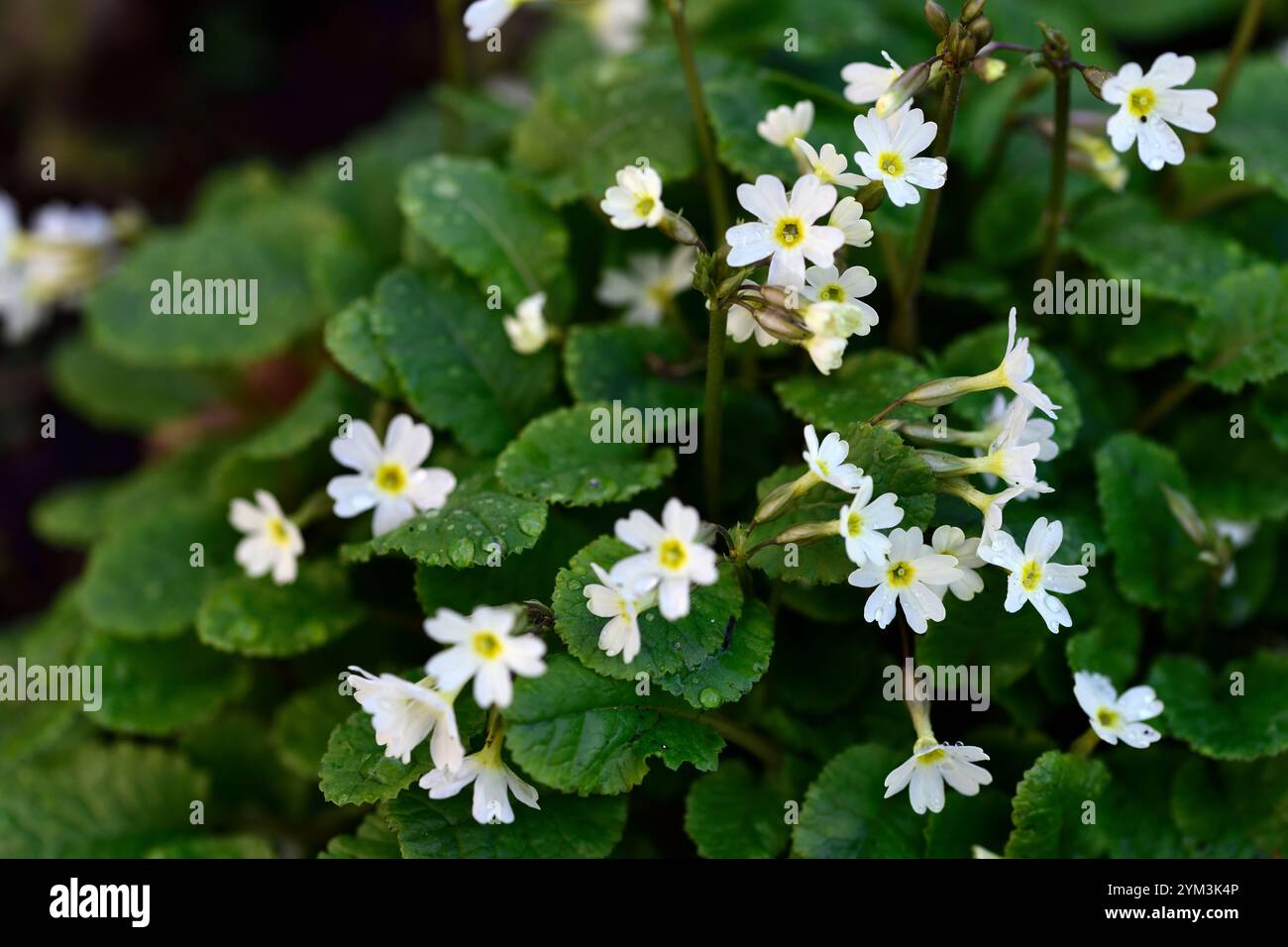 primula elizabeth browning,pale creamy-white flowering primrose with a ...