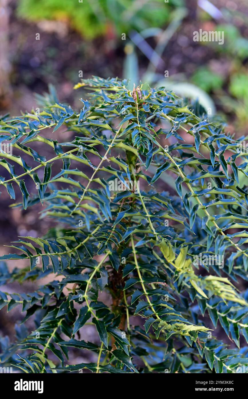 Mahonia oiwakensis ssp lomariifolia var tenuifolia,mahonias,evergreen ...