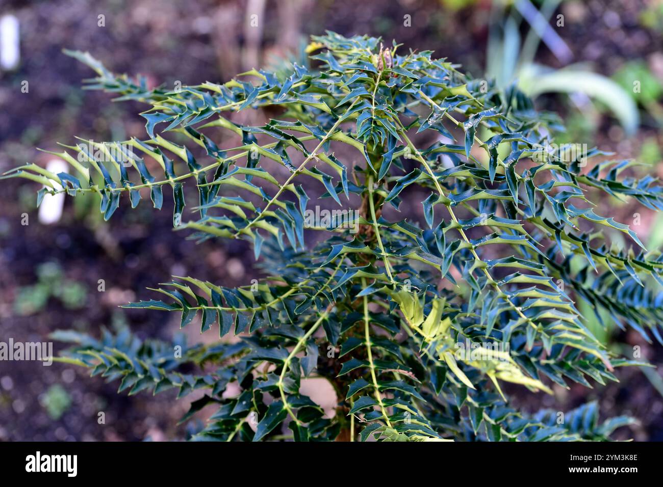 Mahonia oiwakensis ssp lomariifolia var tenuifolia,mahonias,evergreen ...