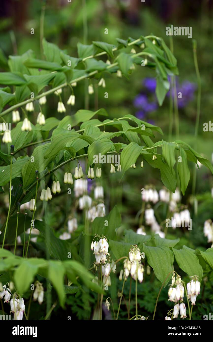 polygonatum,polygonatum and dicentra,dicentra formosa,white forms,white ...