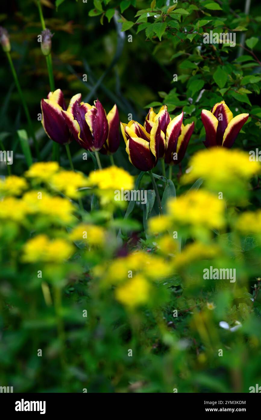 Euphorbia polychroma and tulipa slawa hi-res stock photography and ...