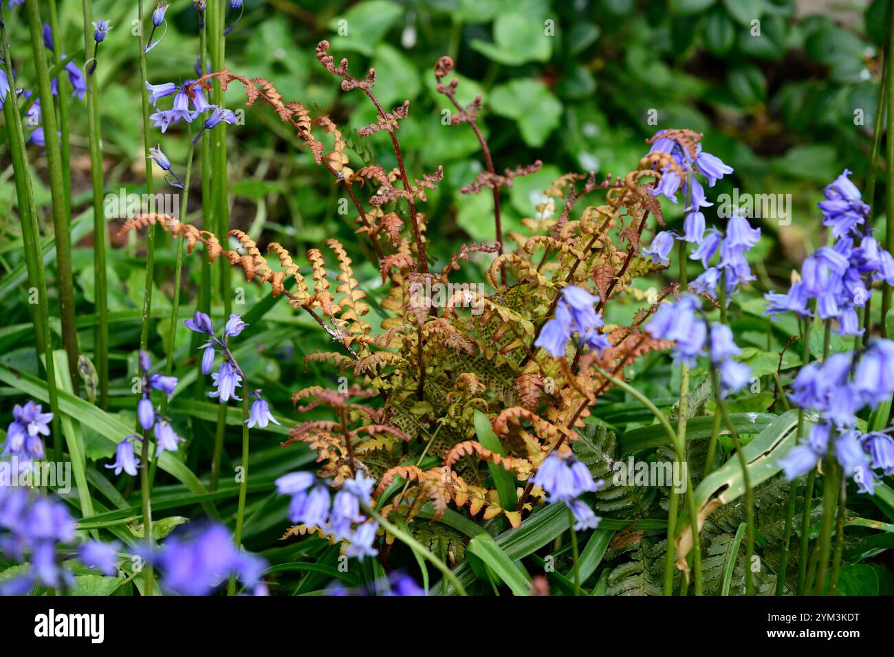 Prolific copper shield fern hi-res stock photography and images - Alamy