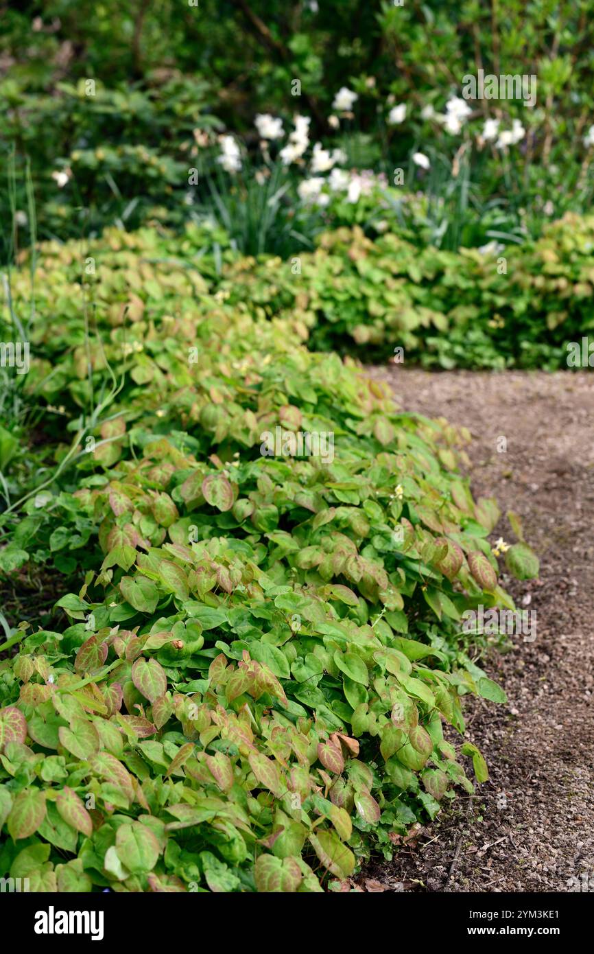 epimedium leaves,epimedium foliage,epimedium leaves edging a path ...