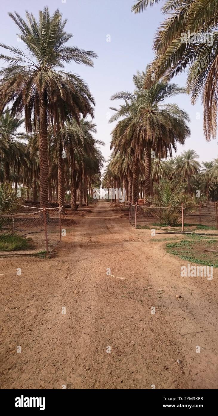 View of Date palm farm one fact a space of 2 meter must be there ...