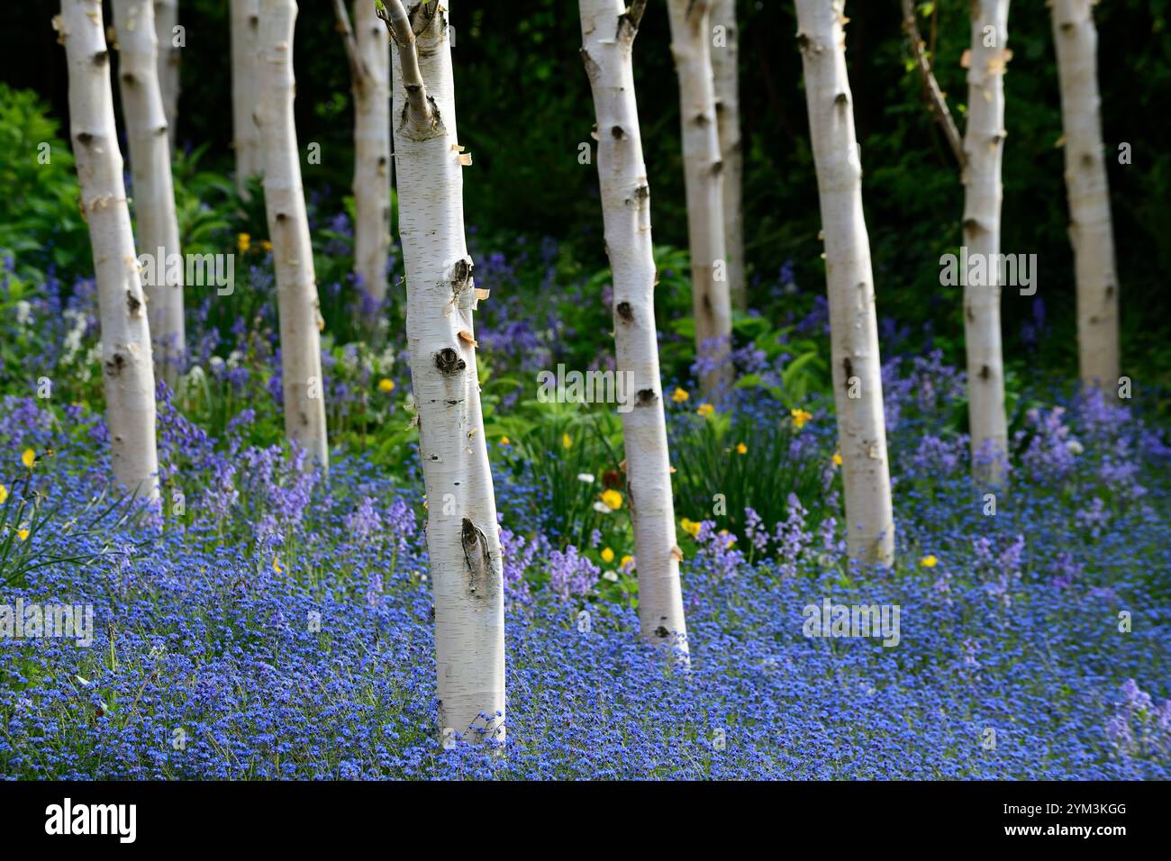 White birch tree underplanted with blue flowers hi-res stock ...