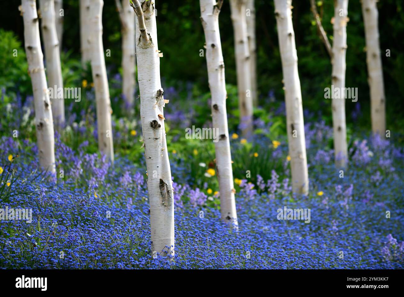 Myosotis sylvatica growing in a grove of silver birch trees,forget me ...