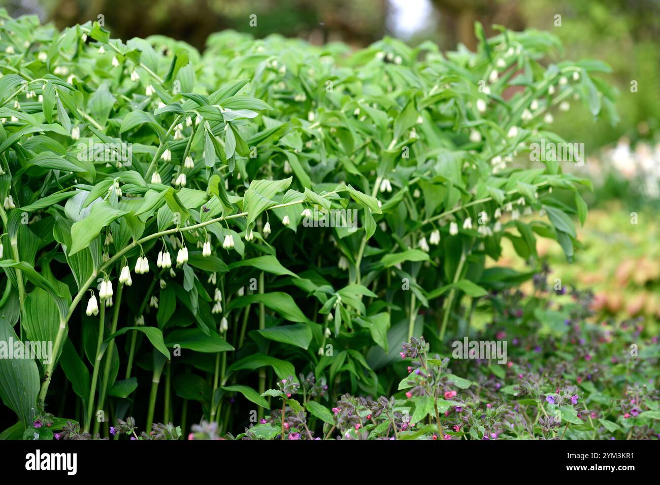 polygonatum,pulmonaria,polygonatum and pulmonaria,pink and white ...