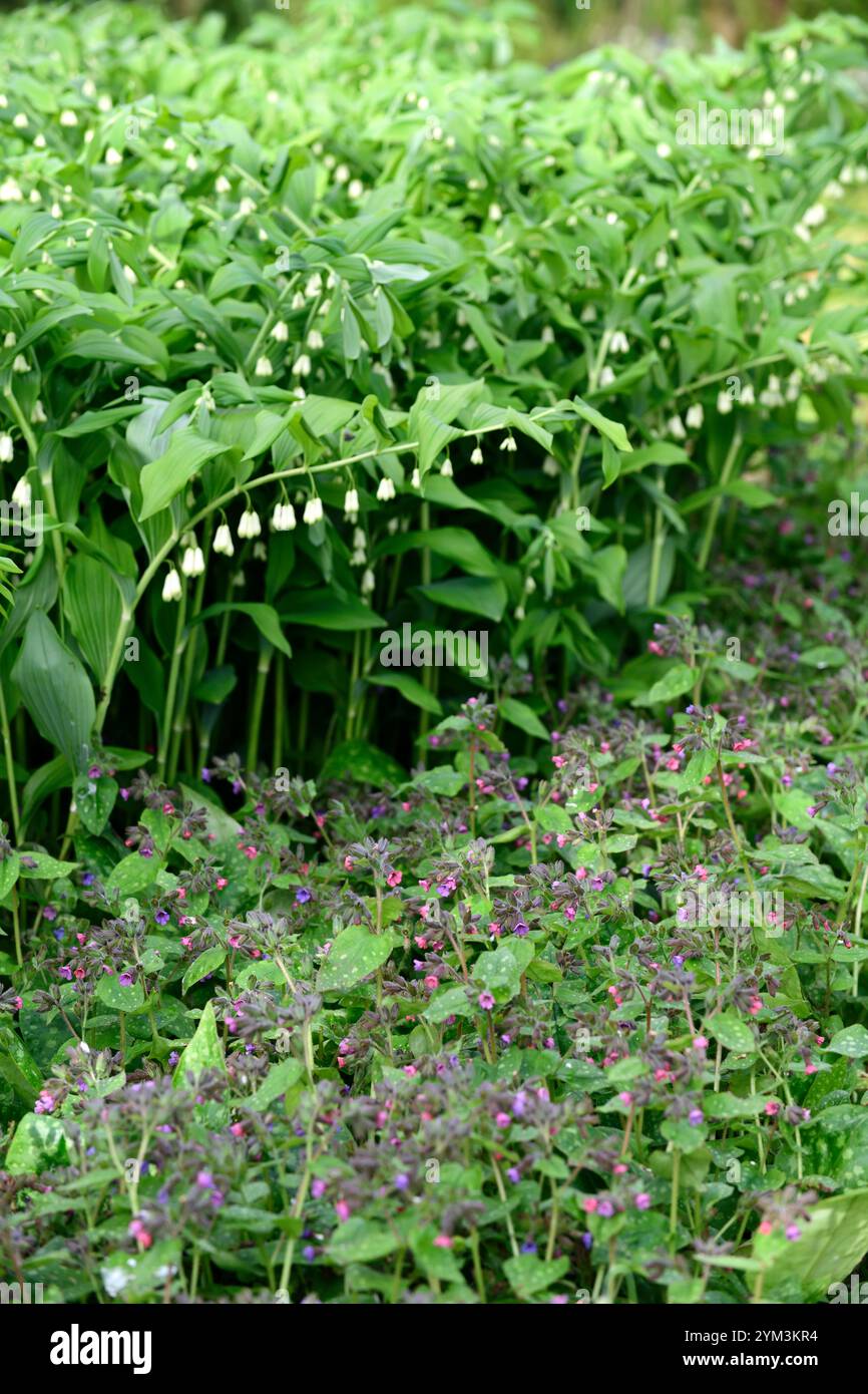 polygonatum,pulmonaria,polygonatum and pulmonaria,pink and white ...