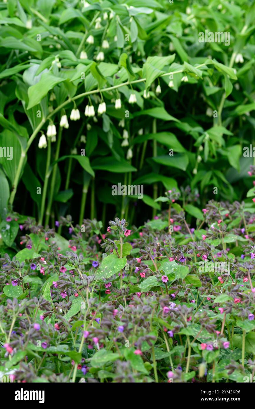 polygonatum,pulmonaria,polygonatum and pulmonaria,pink and white ...