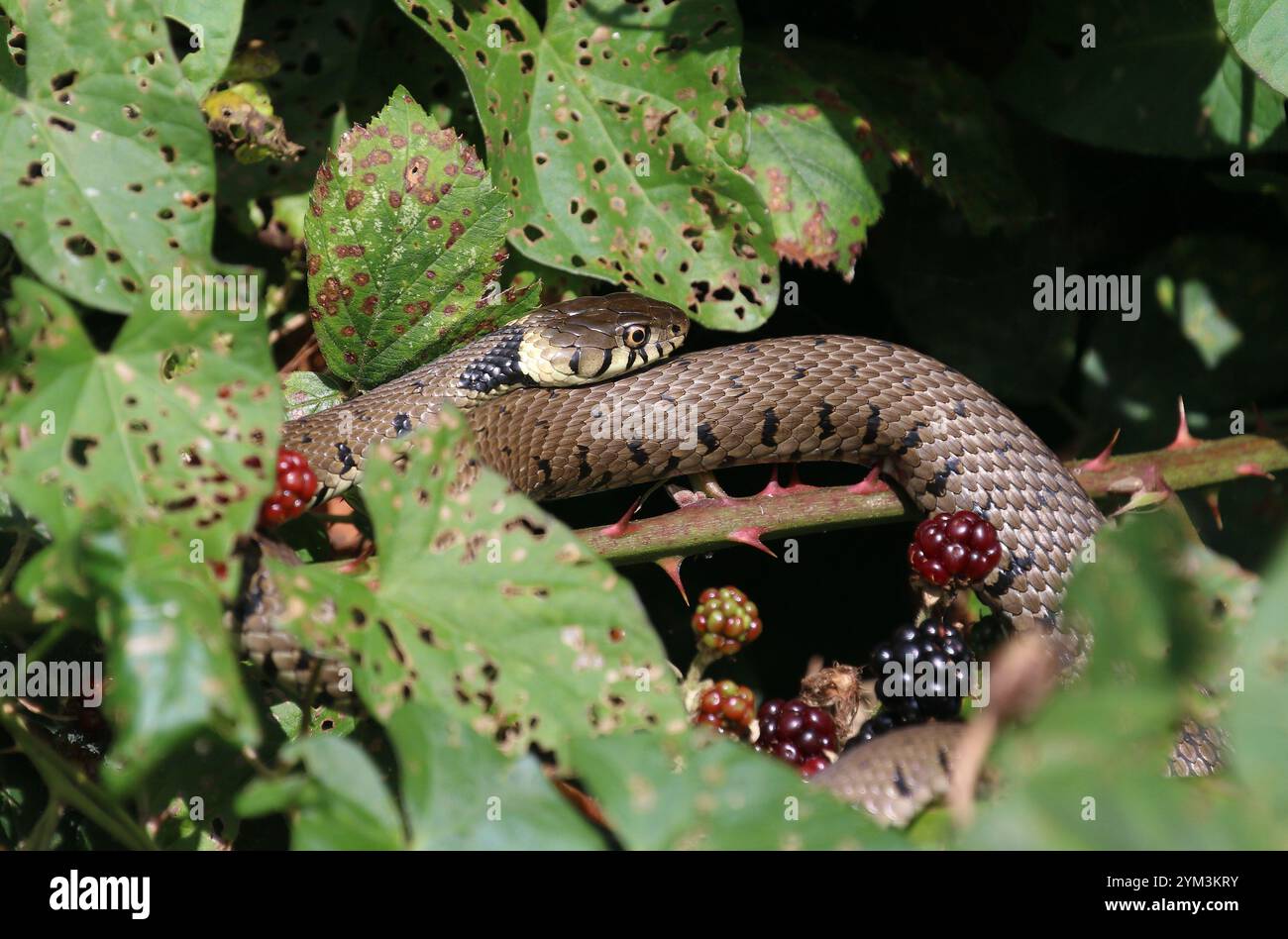 Barred Grass Snake or Grass Snake resting in Bramble - Natrix helvetica ...