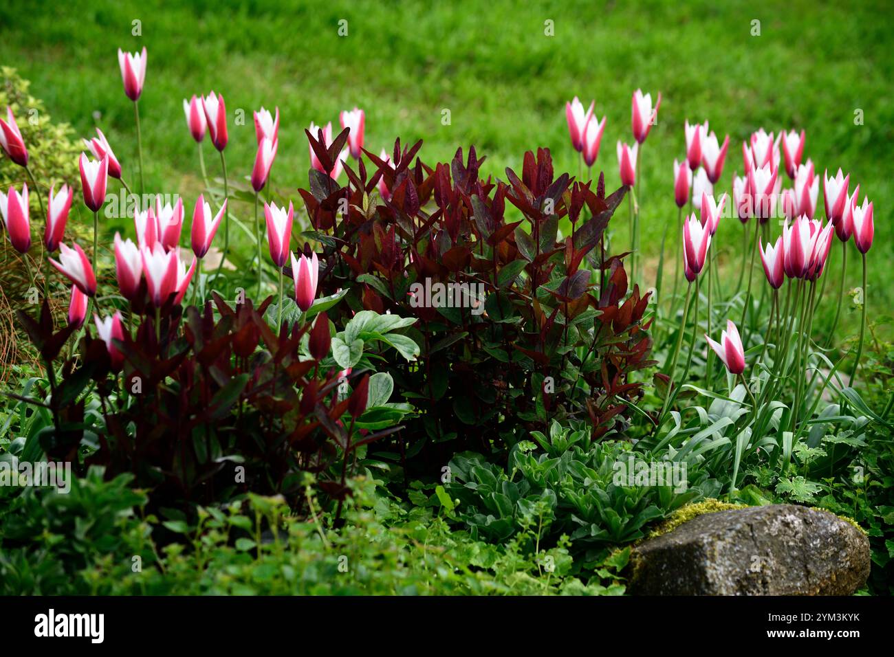 Hypericum miracle series hi-res stock photography and images - Alamy