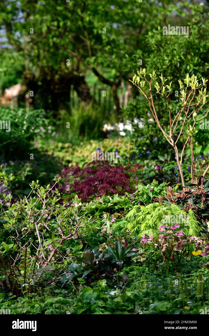 woodland garden in spring,layers of fresh foliage,layers of foliage ...
