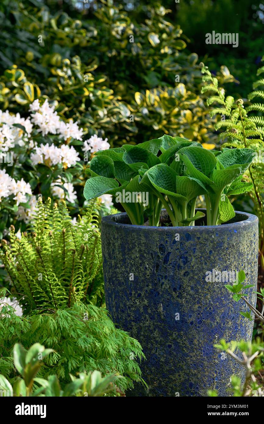 Blue feature pot with hostas hi-res stock photography and images - Alamy