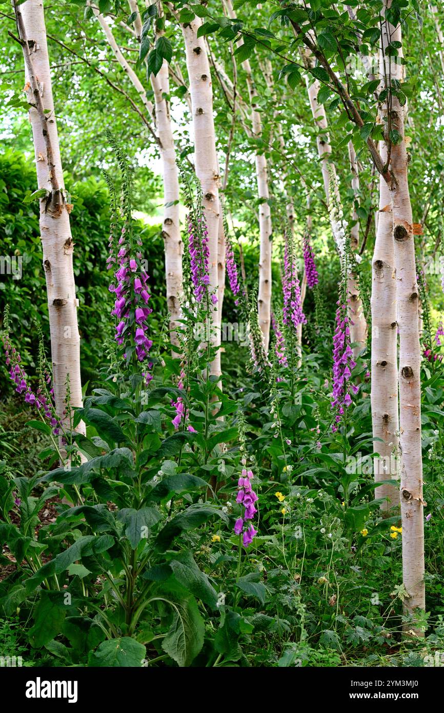 digitalis purpurea,foxglove,foxgloves,tree grove,Betula pendula,silver ...