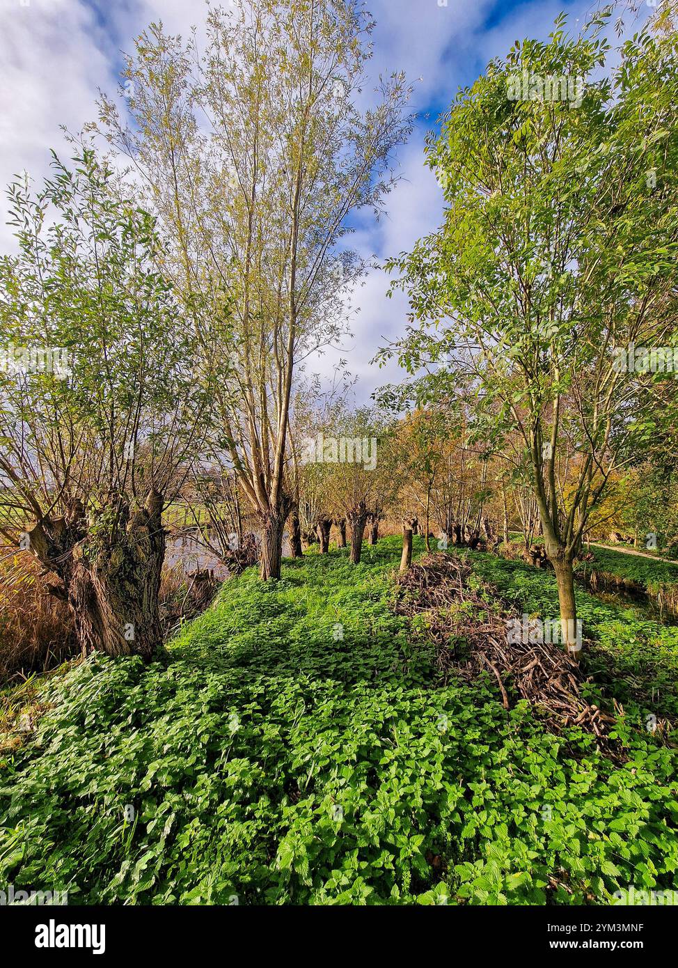 Landscape Dutch peat quay as a historical remnant of excavation of peat ...