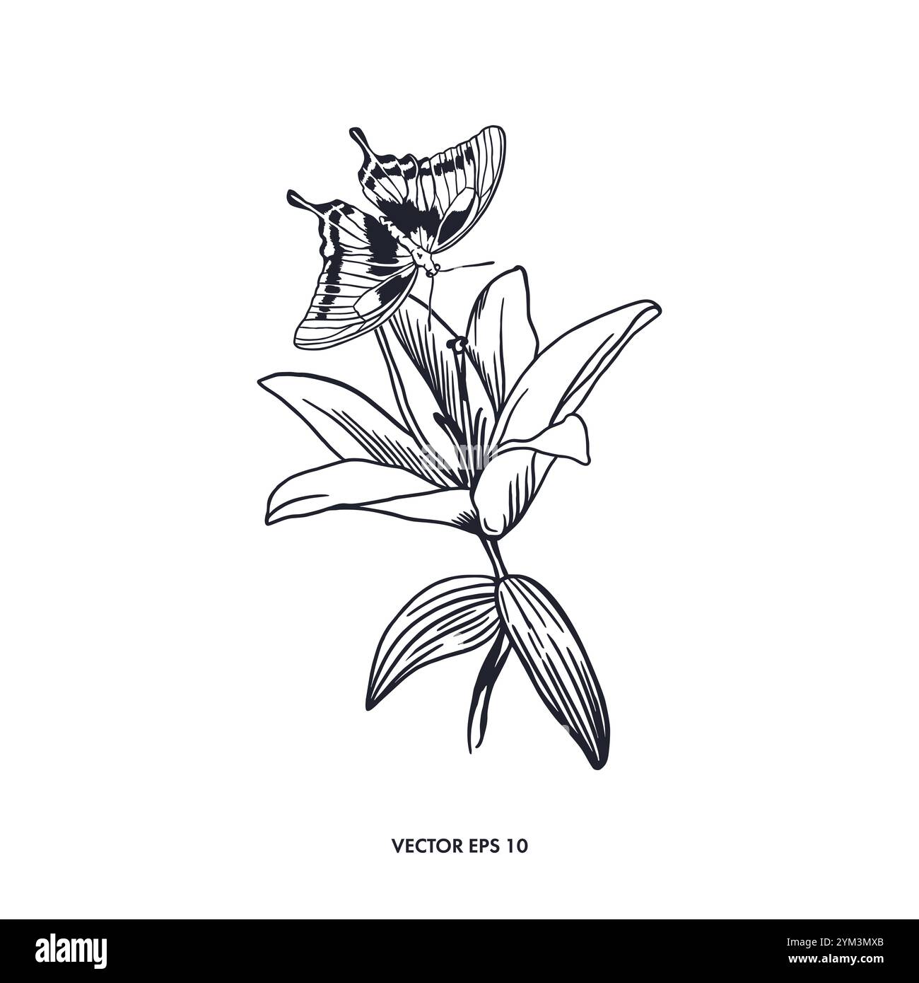 Lily with butterfly. Hand drawn vector illustration of flower and ...