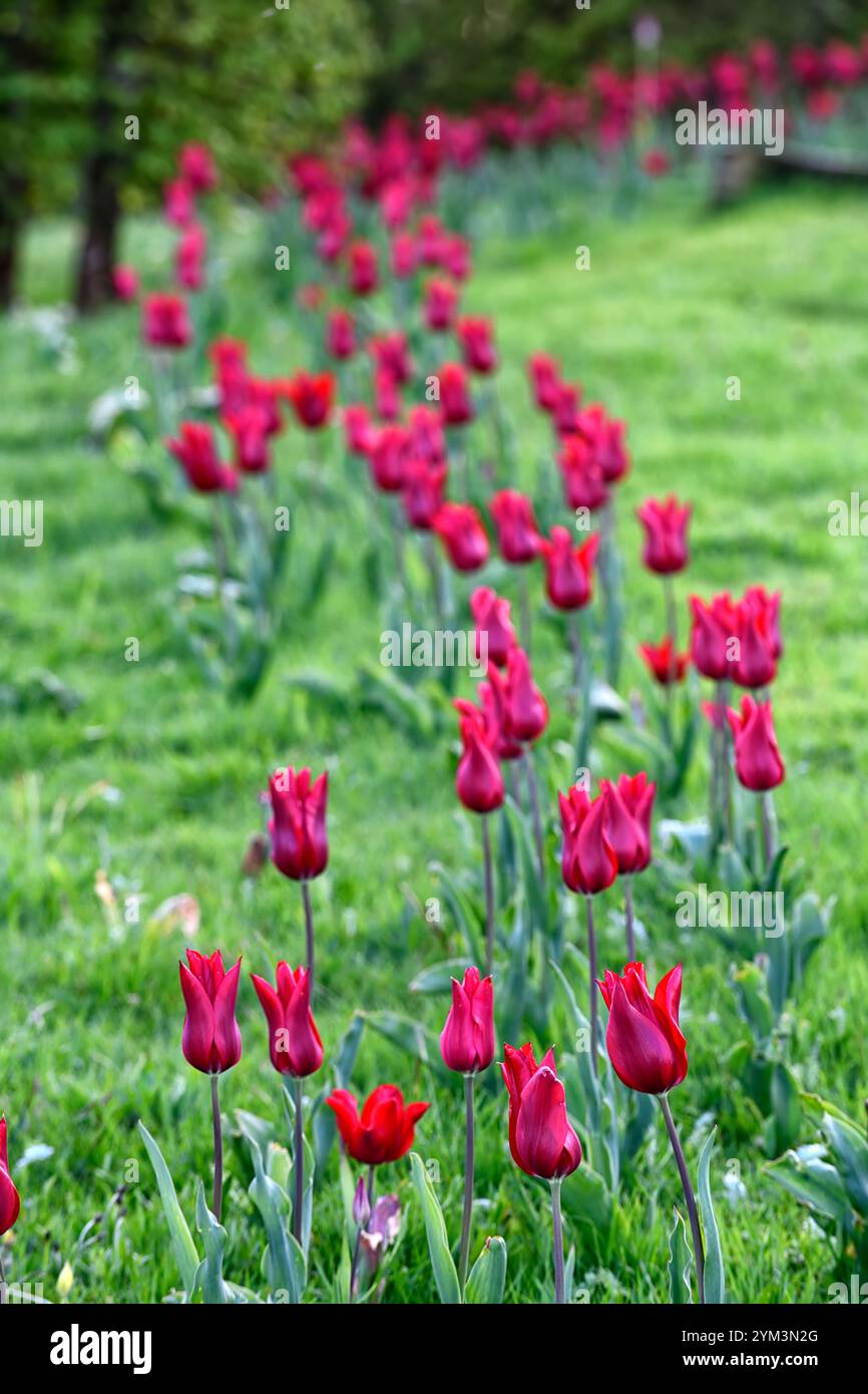 Lilyflowered tulip pieter de leur hi-res stock photography and images ...
