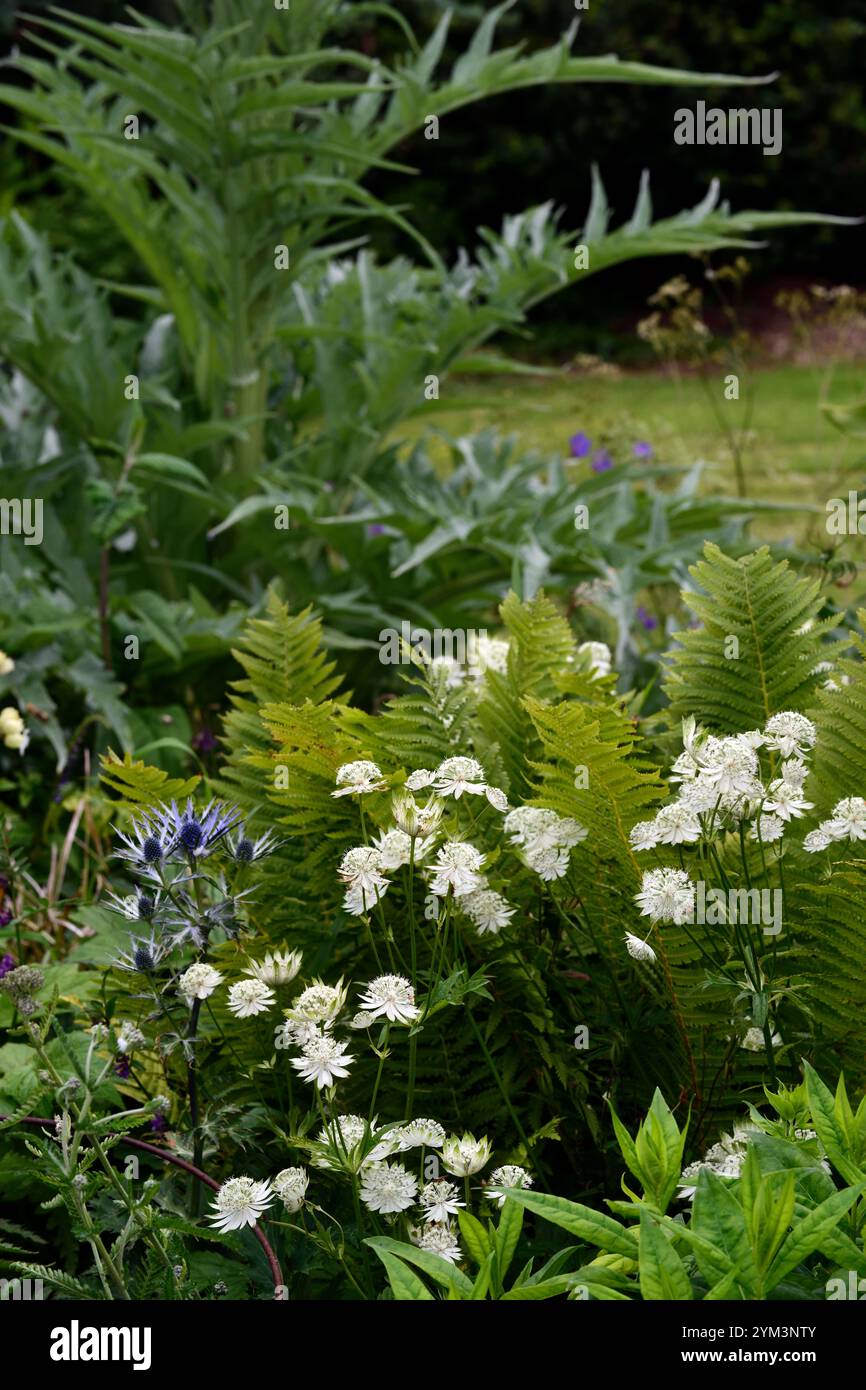 Astrantia and ferns hi-res stock photography and images - Alamy