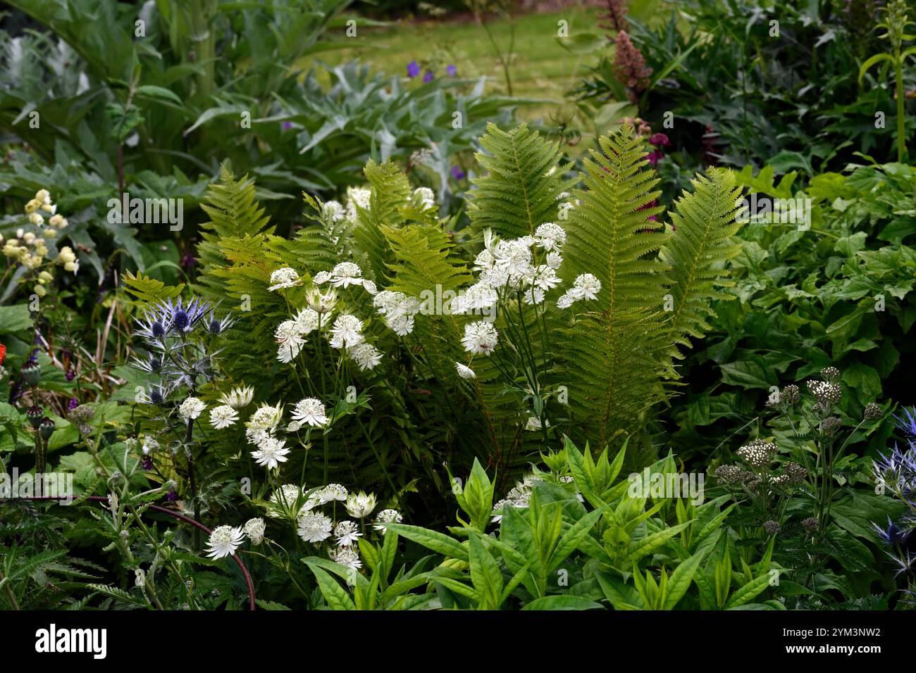 astrantia,dryopteris,astrantia and ferns,masterwort and ferns,mixed ...