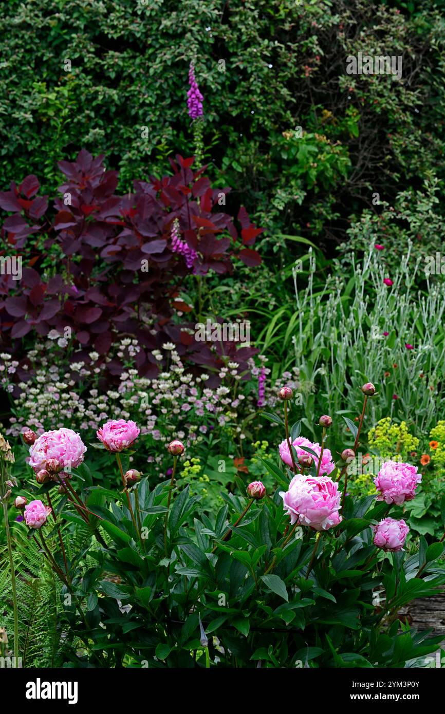 peony,astrantia roma,geranium anne thomson,mixed planting scheme,mixed ...