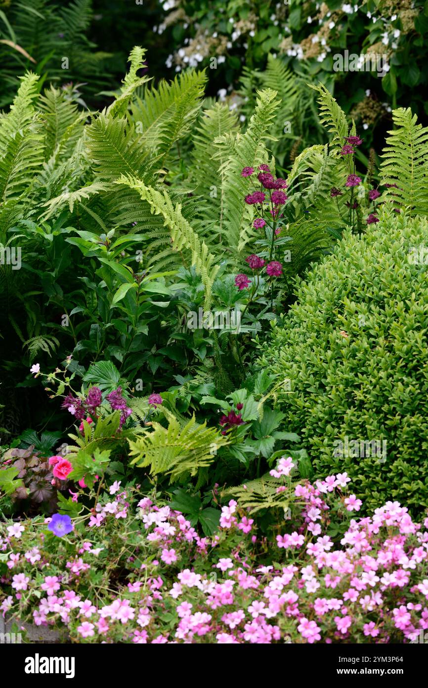 Geranium × oxonianum,Oxford cranesbill,astrantia,fern,ferns,box hedge ...