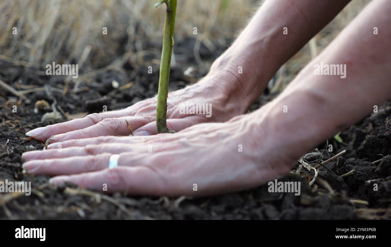 Female hands of farmer planting green sprout in the ground at summer ...