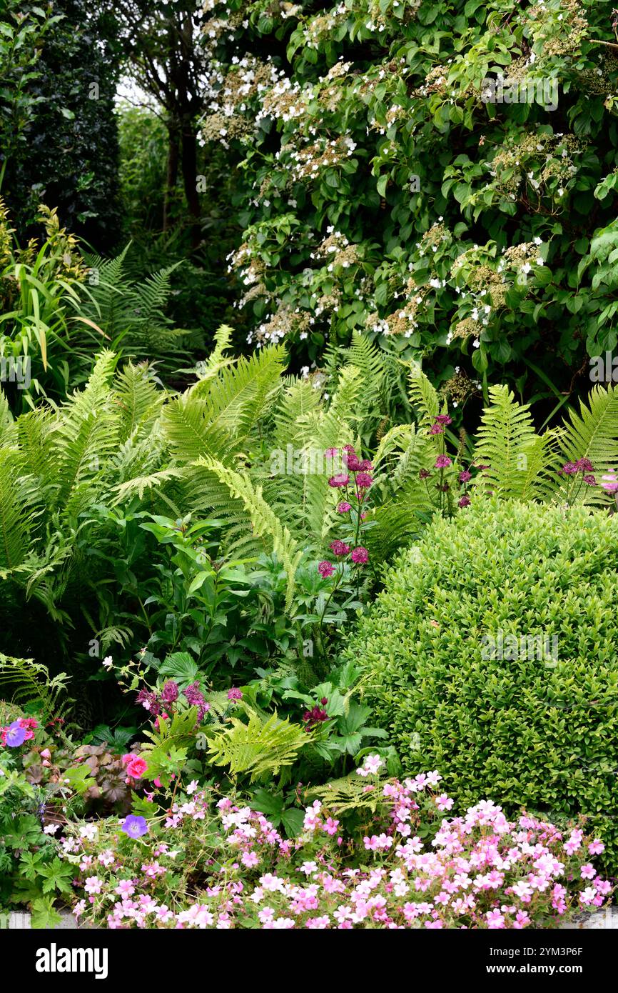 Geranium × oxonianum,Oxford cranesbill,astrantia,fern,ferns,box hedge ...