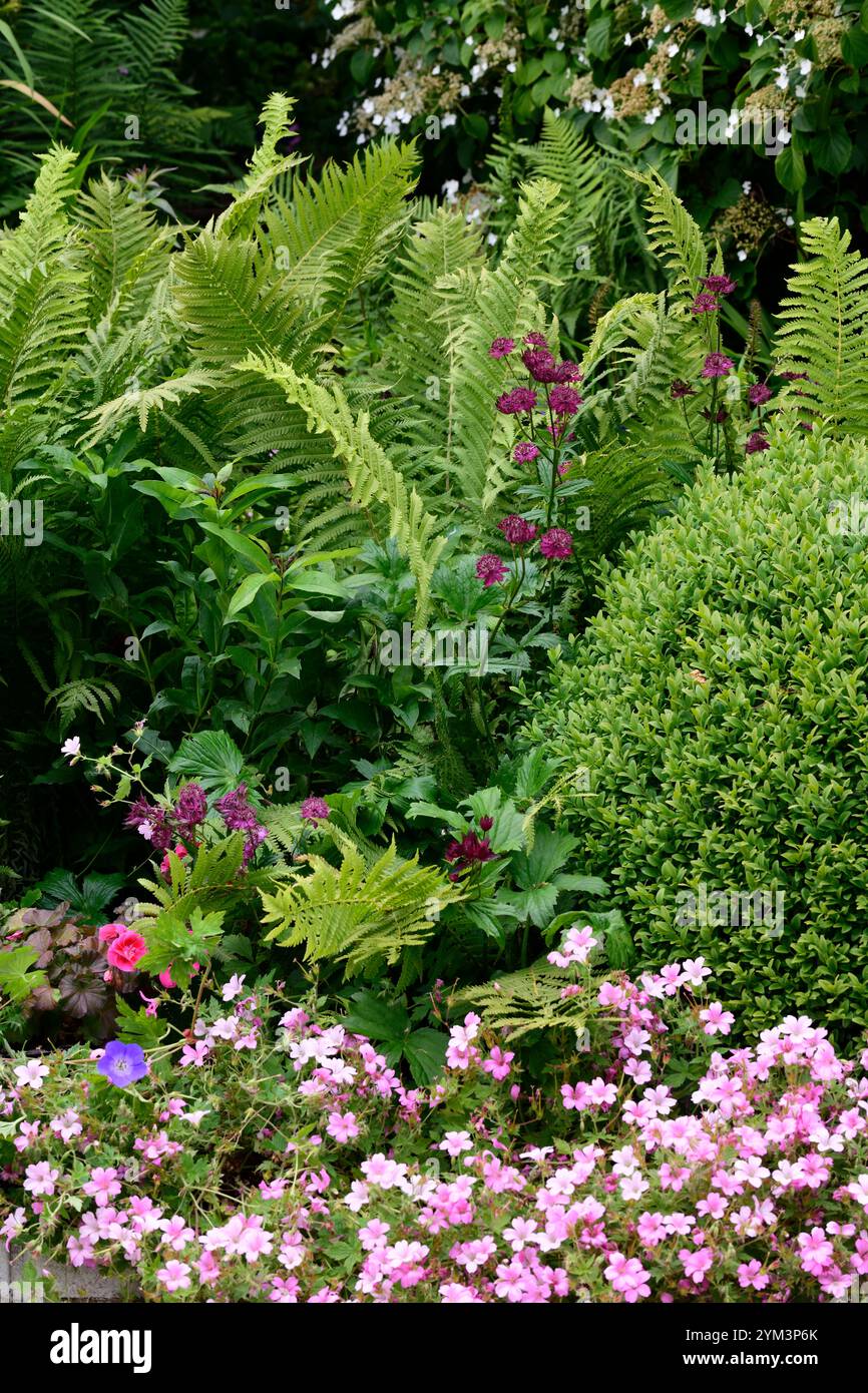 Geranium × oxonianum,Oxford cranesbill,astrantia,fern,ferns,box hedge ...