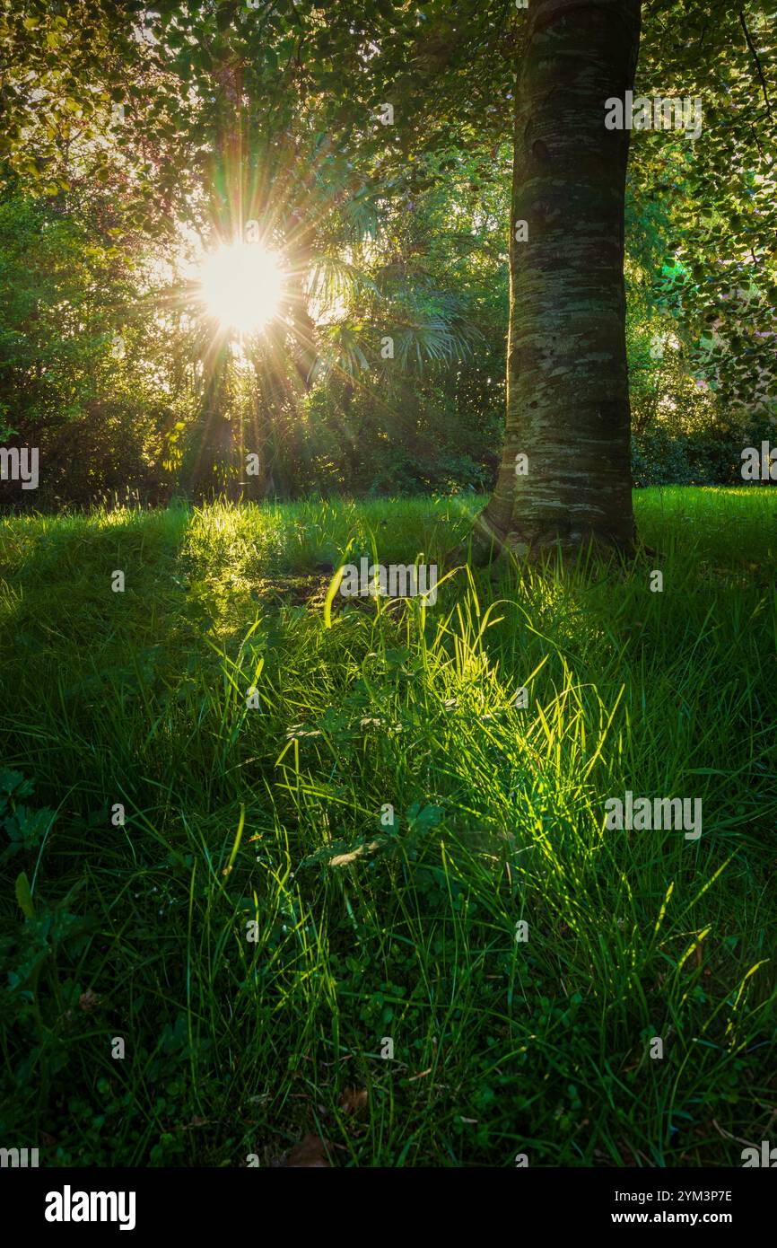 Early spring woodland sunset Stock Photo - Alamy