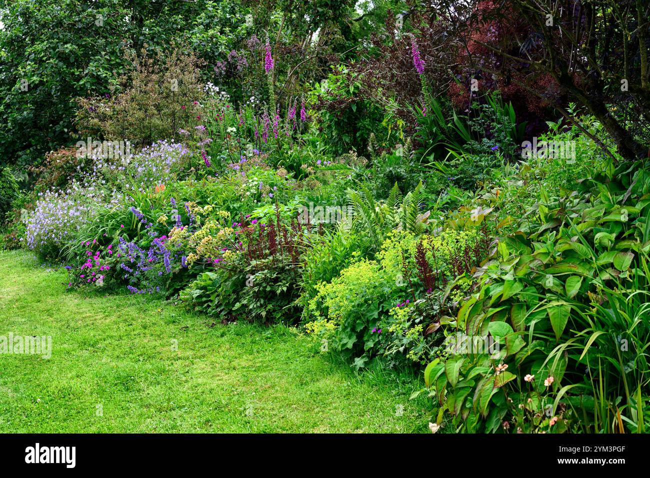 Euphorbia characias,nepeta nepeta six hills giant,geranium,astilbe ...
