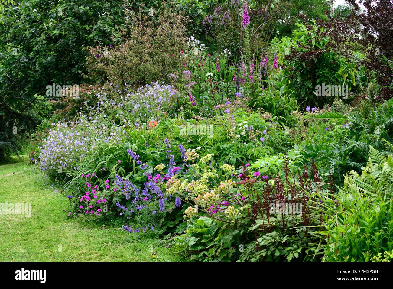 Euphorbia characias,nepeta nepeta six hills giant,geranium,astilbe ...