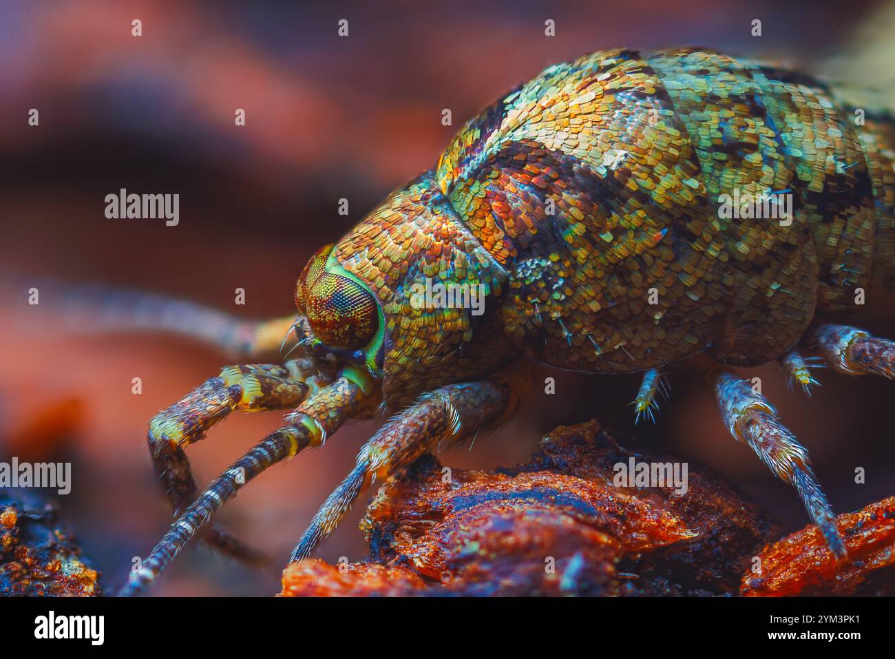 Jumping Bristletail - Lepismachilis y-signata, Archaeognatha Stock ...