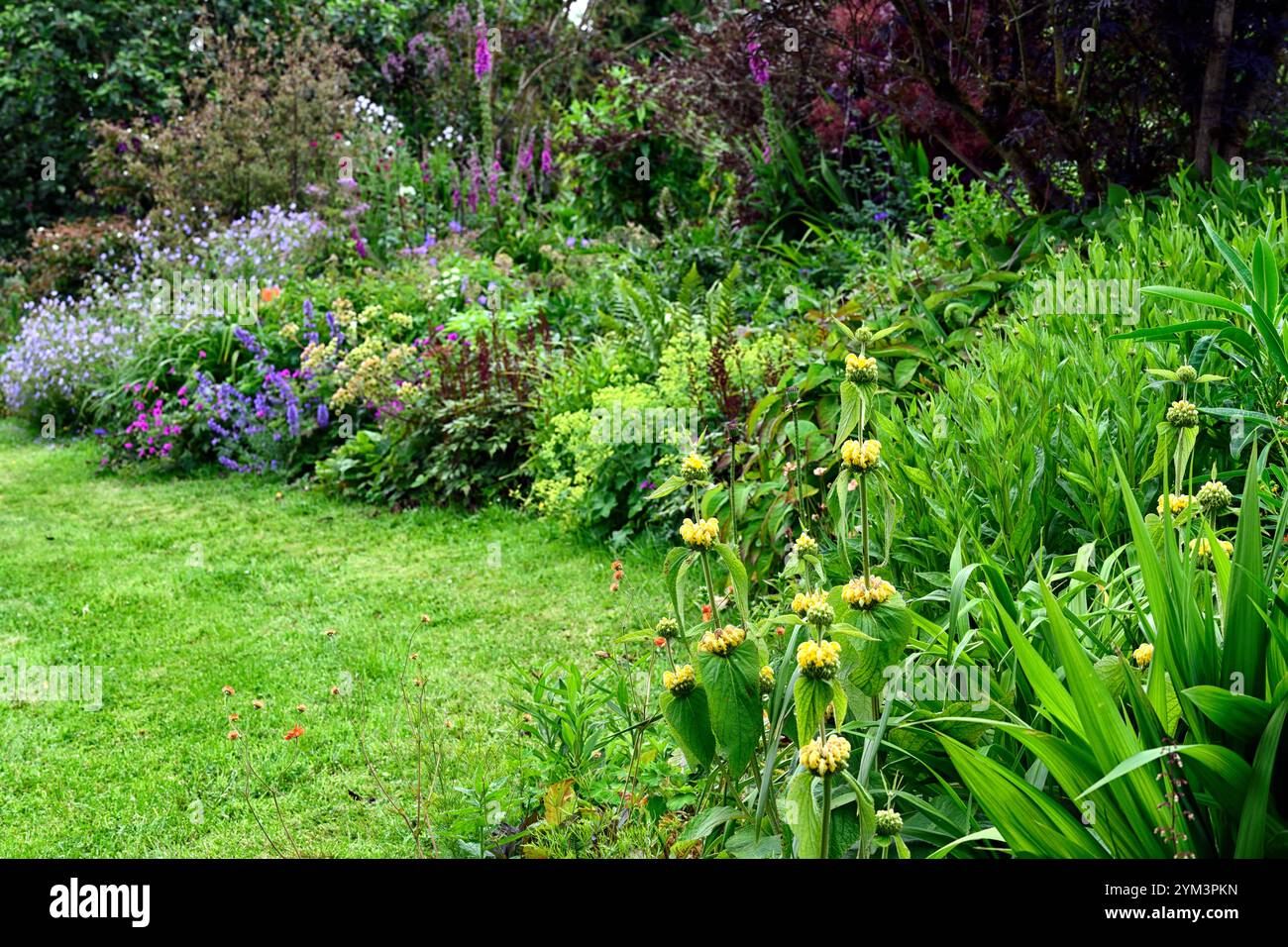 phlomis,Euphorbia characias,nepeta nepeta six hills giant,geranium ...