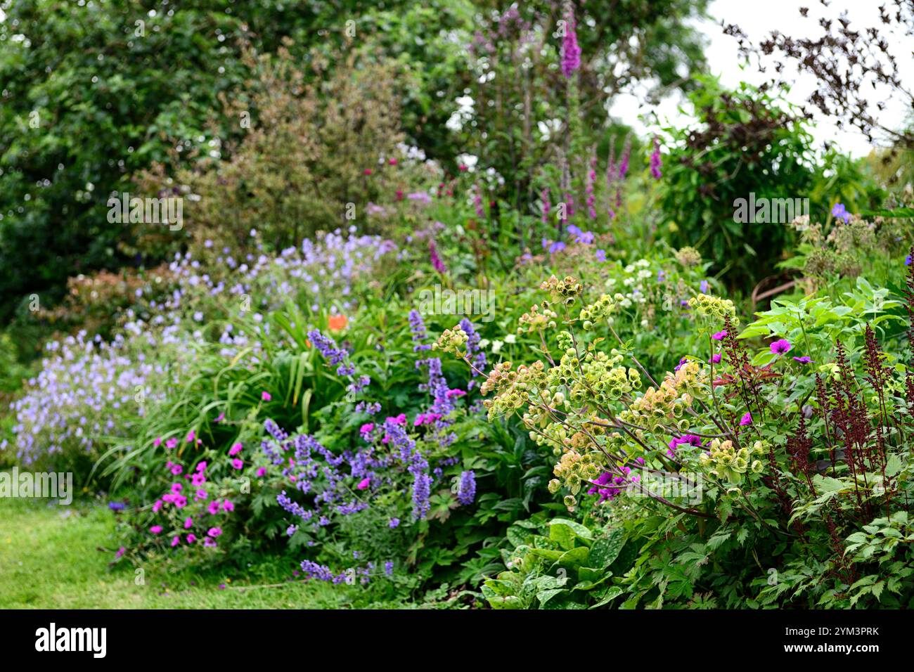Euphorbia characias,nepeta nepeta six hills giant,geranium,astilbe ...