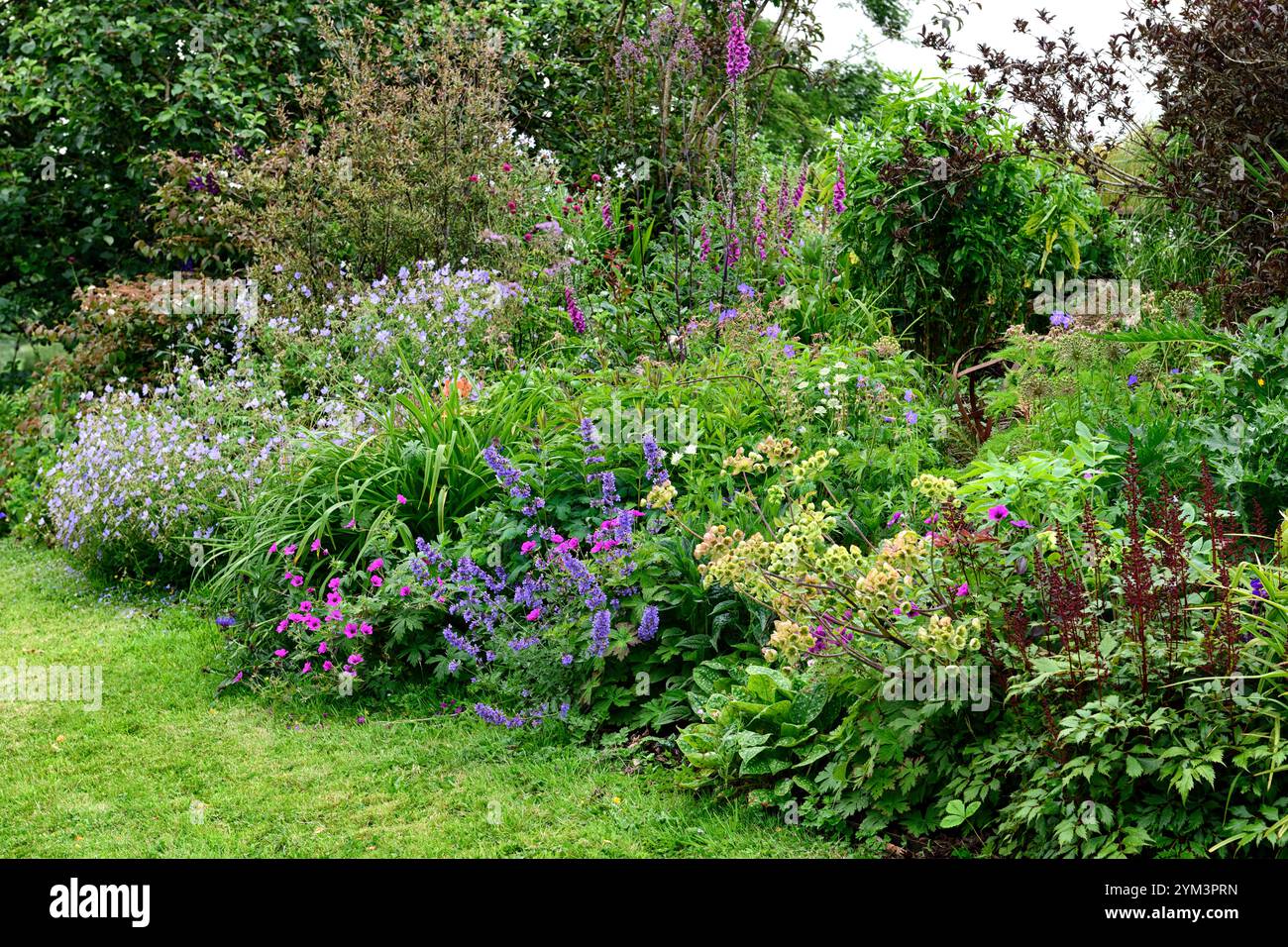 Euphorbia characias,nepeta nepeta six hills giant,geranium,astilbe ...