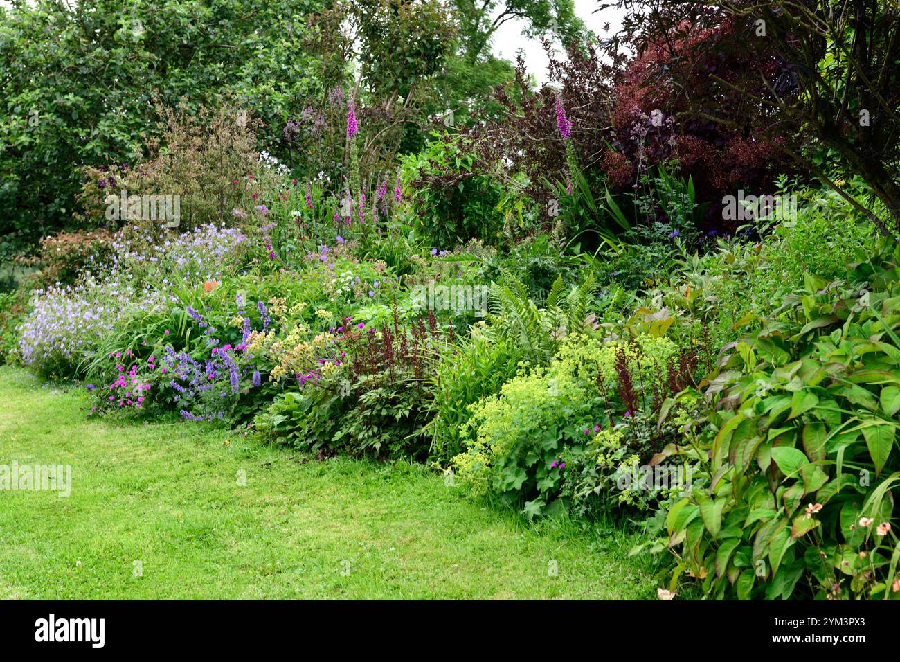 Euphorbia characias,nepeta nepeta six hills giant,geranium,astilbe ...