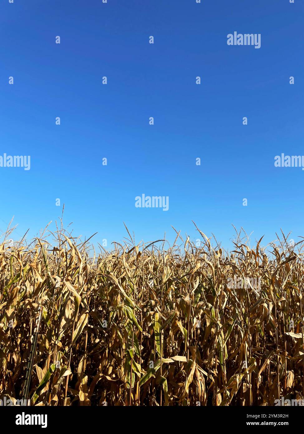 Corn field midwest harvest hi-res stock photography and images - Alamy