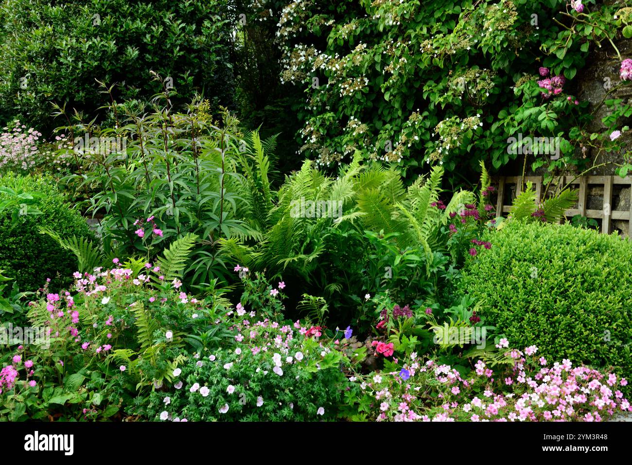 Climbing hydrange hi-res stock photography and images - Alamy