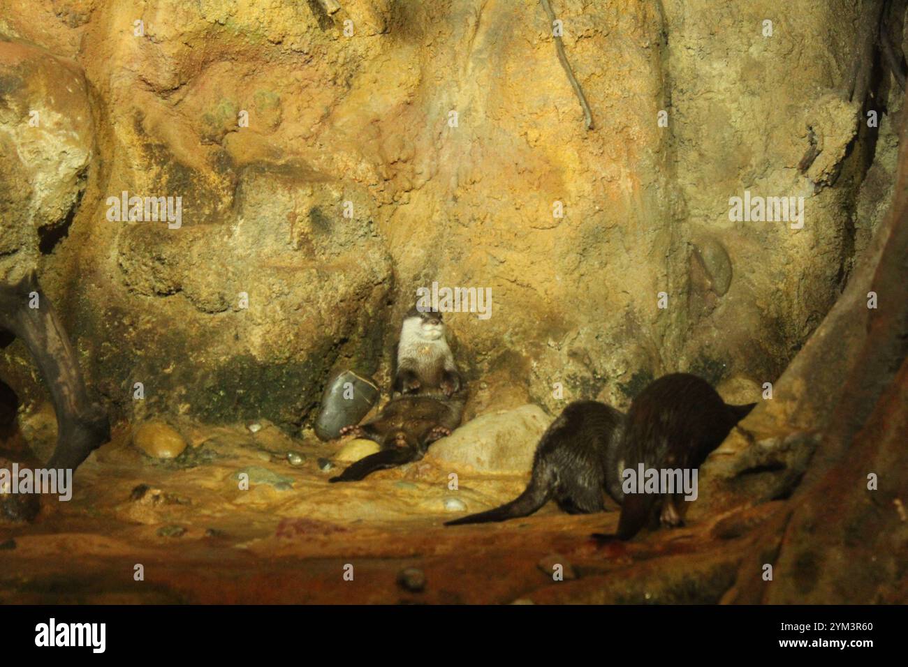 Lutra cinerea, Aonyx cinereus or Amblonyx cinereus hide from humans ...