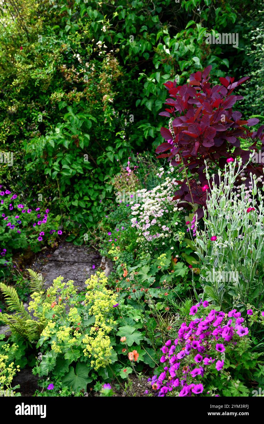 geranium,astrantia,cotinus,alchemilla mollis,lychnis coronaria,mixed ...