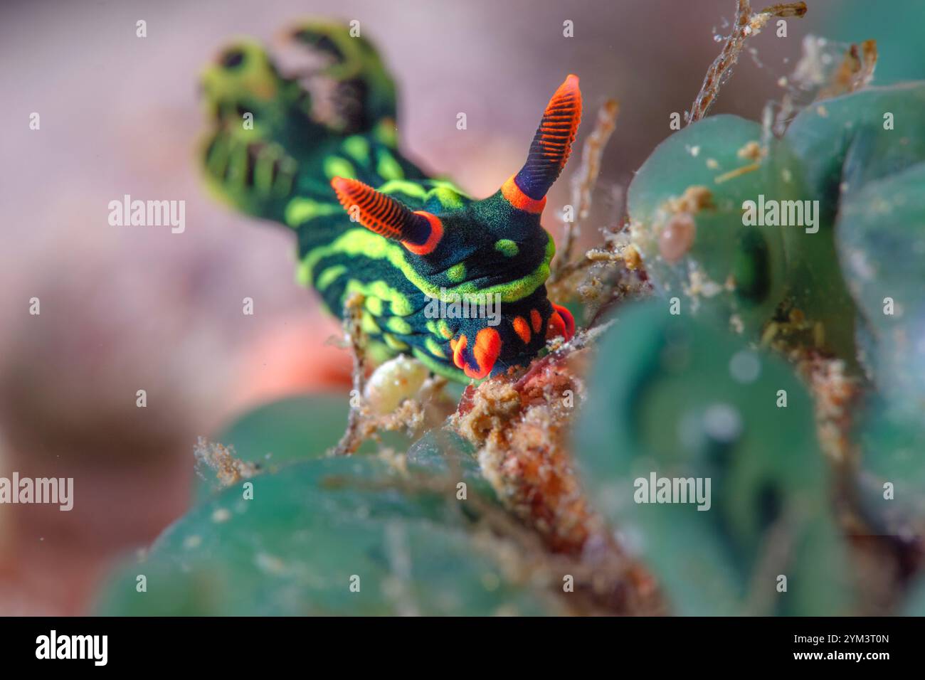 Variable neon slug (Nembrotha kubaryana). Photo was taken in North ...