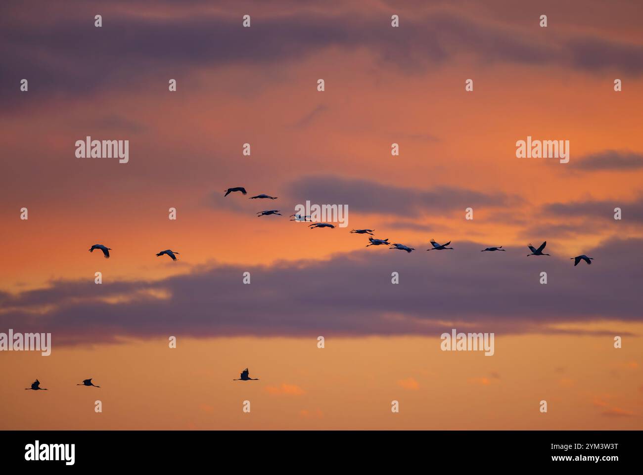 Flock of birds, Common Crane, migration in Hortobagy National Park ...