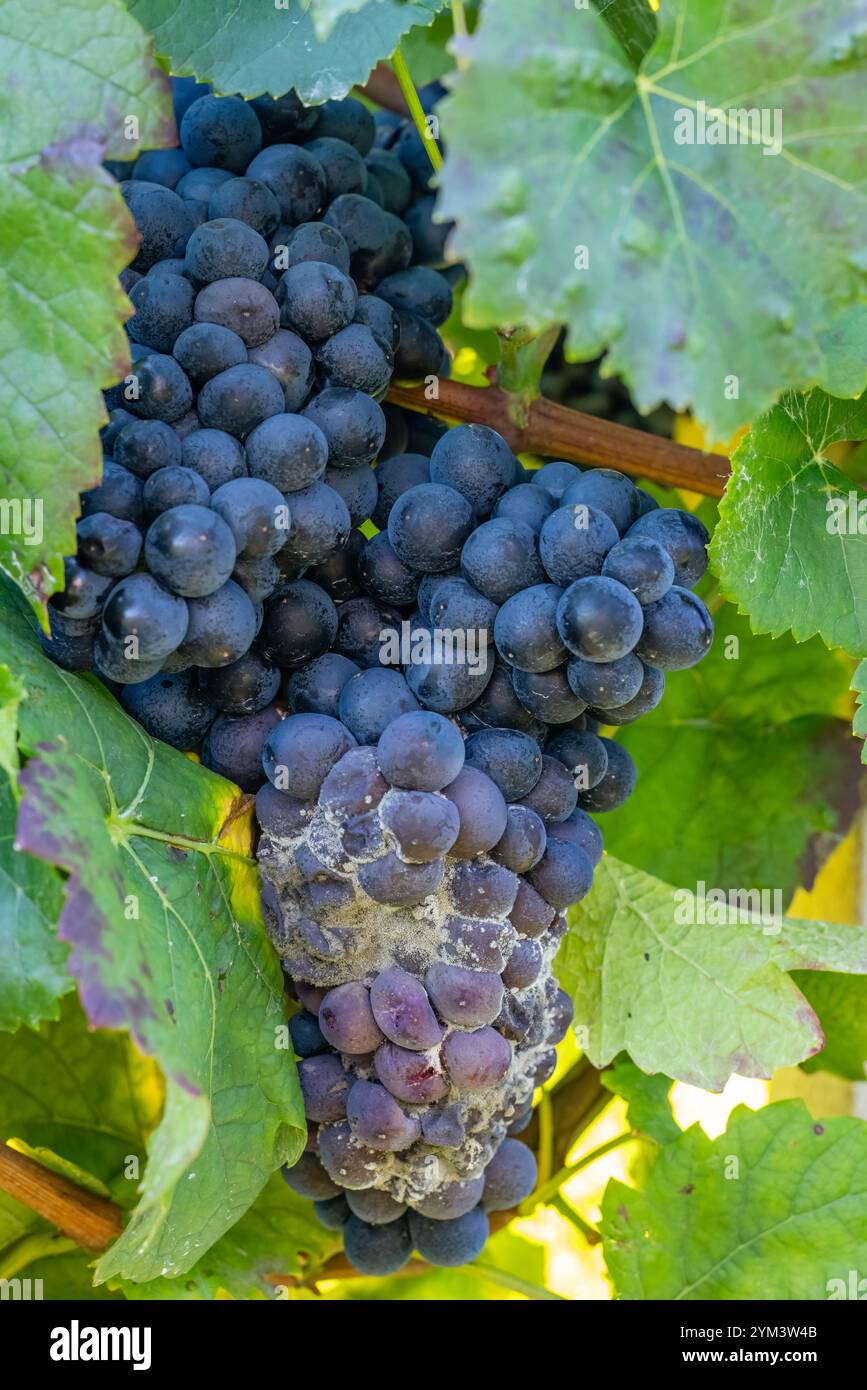 Blue grapes infested with gray mold Stock Photo - Alamy