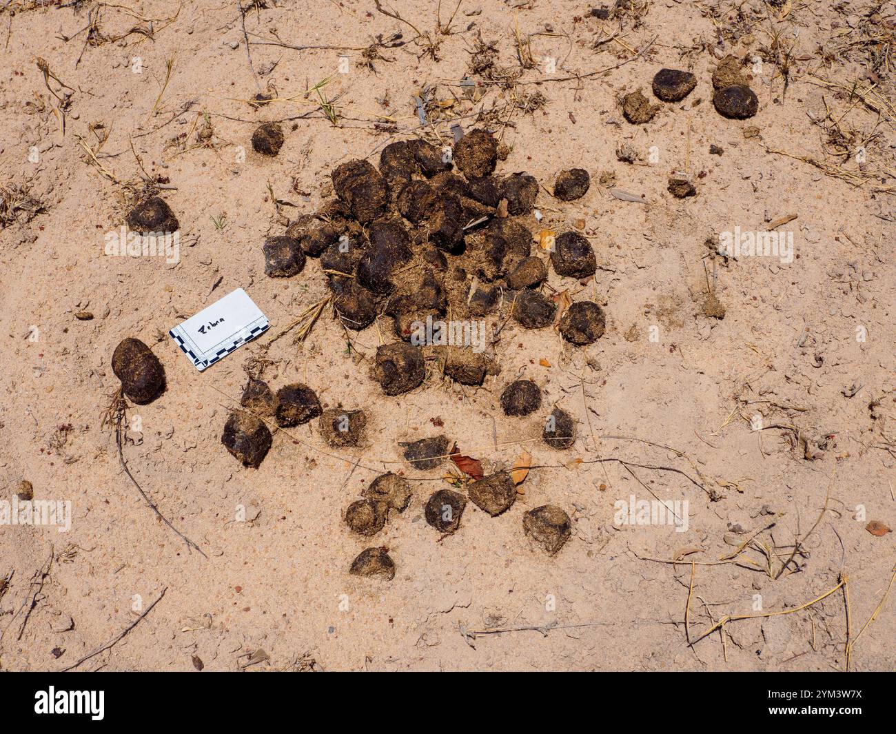 Zebra scat with scale card, Limpopo Province, South Africa Stock Photo ...