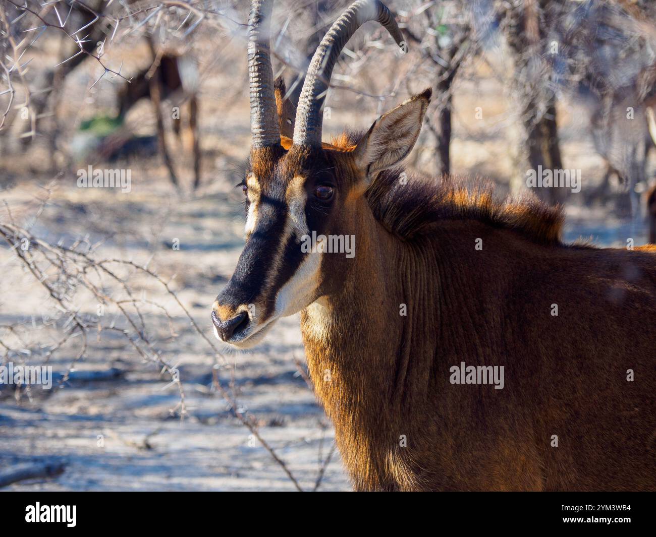 Closeup of a Sable Antelope, Limpopo Province, South Africa Stock Photo ...