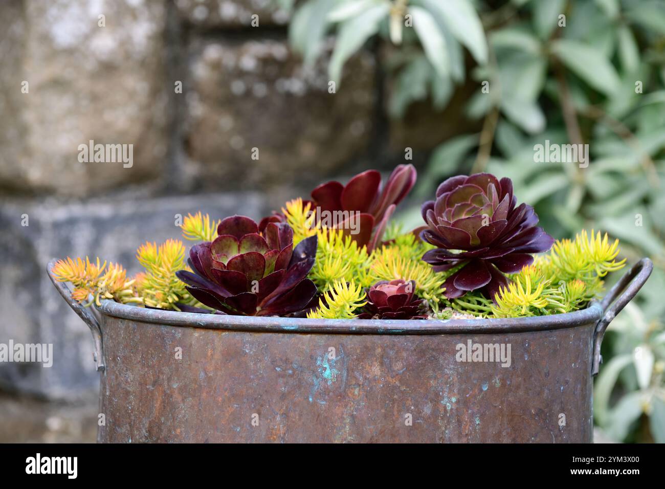 Succulents in pots hi-res stock photography and images - Alamy