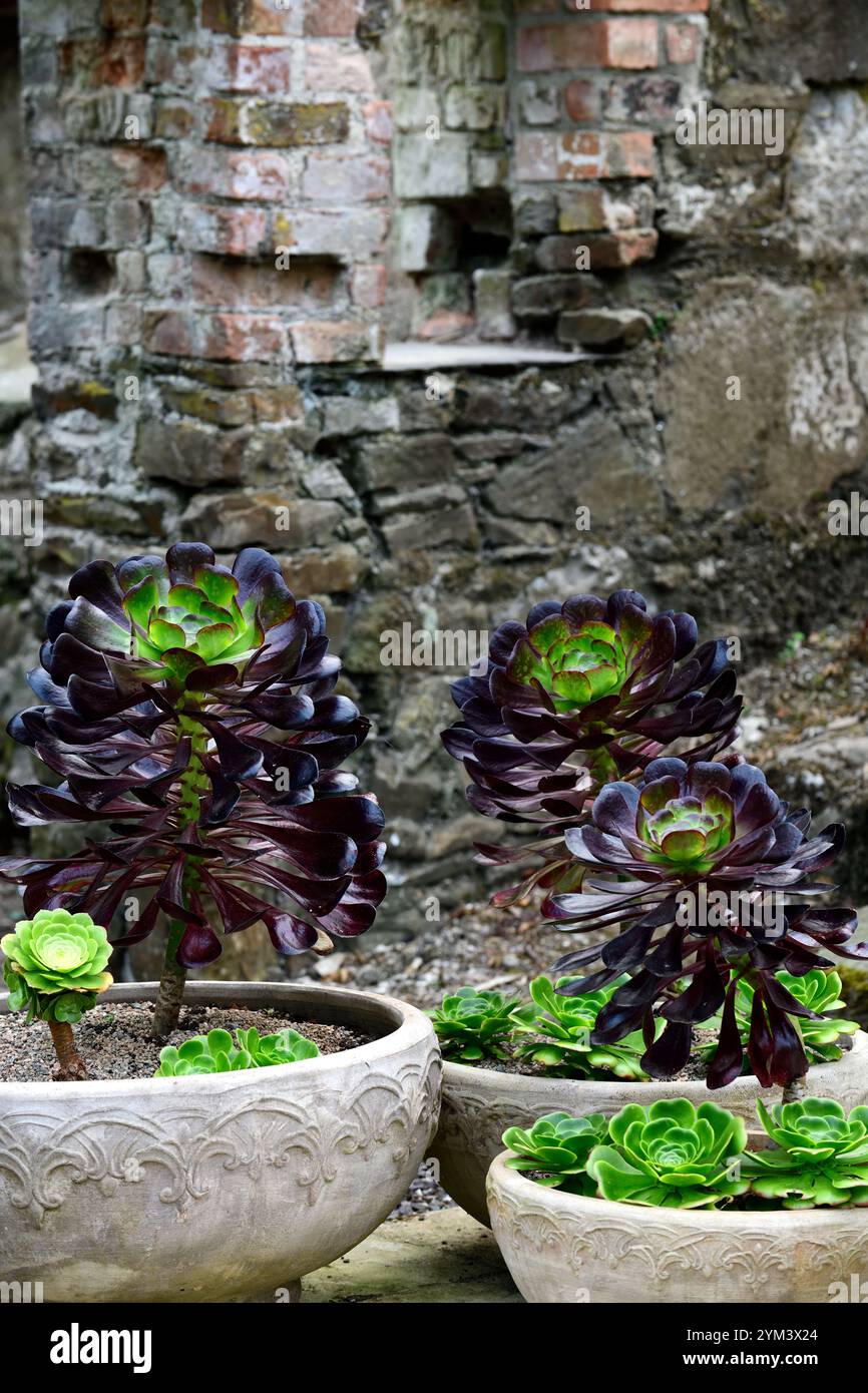 Succulents in pots hi-res stock photography and images - Alamy