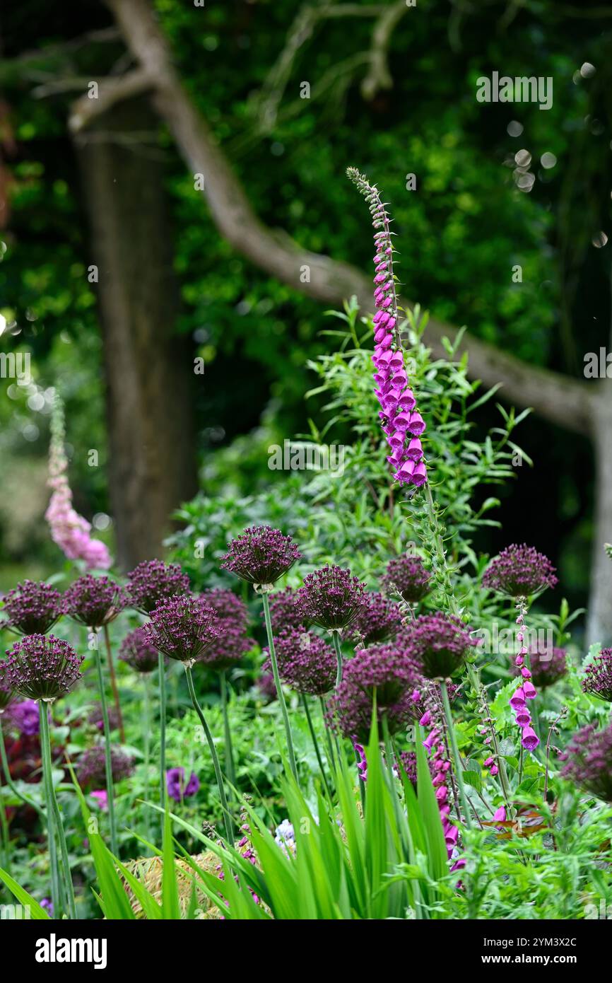 allium atropurpureum,deep purple flowers,foxgloves in background.allium ...