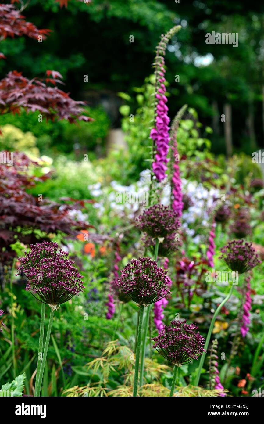 allium atropurpureum,deep purple flowers,foxgloves in background.allium ...